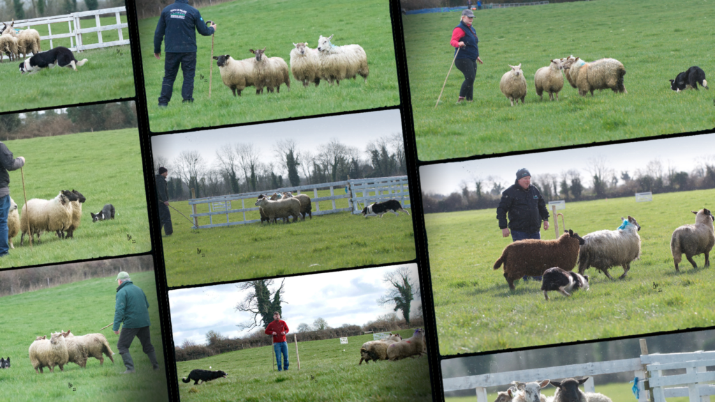 Leaderboard 2022/2023 Open Points Season - North Of Ireland Sheepdog ...
