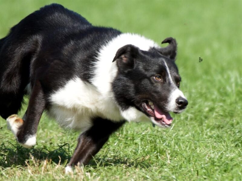 NISDS Highest Pointed Dogs in 2020/2021 Season - North Of Ireland ...